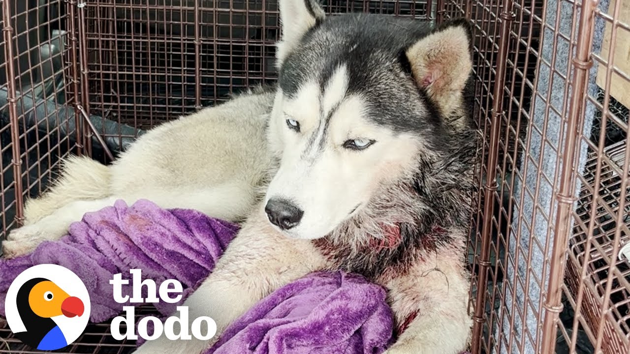 Husky Found Collapsed On Lawn Becomes The Happiest Boy | The Dodo - YouTube