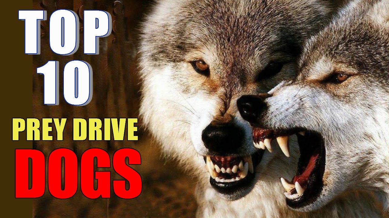TOP 10 DOG BREEDS WITH HIGHEST PREY DRIVE OWNING A DOG - YouTube