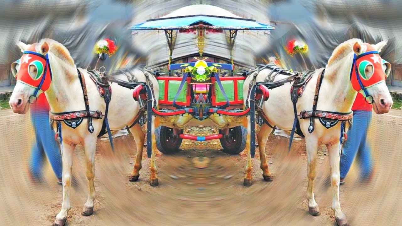 KUDA DELMAN 🎯 KUDA PUTIH YANG CANTIK DAN LUCU // KUDA DELMAN ISTIMEWA ...