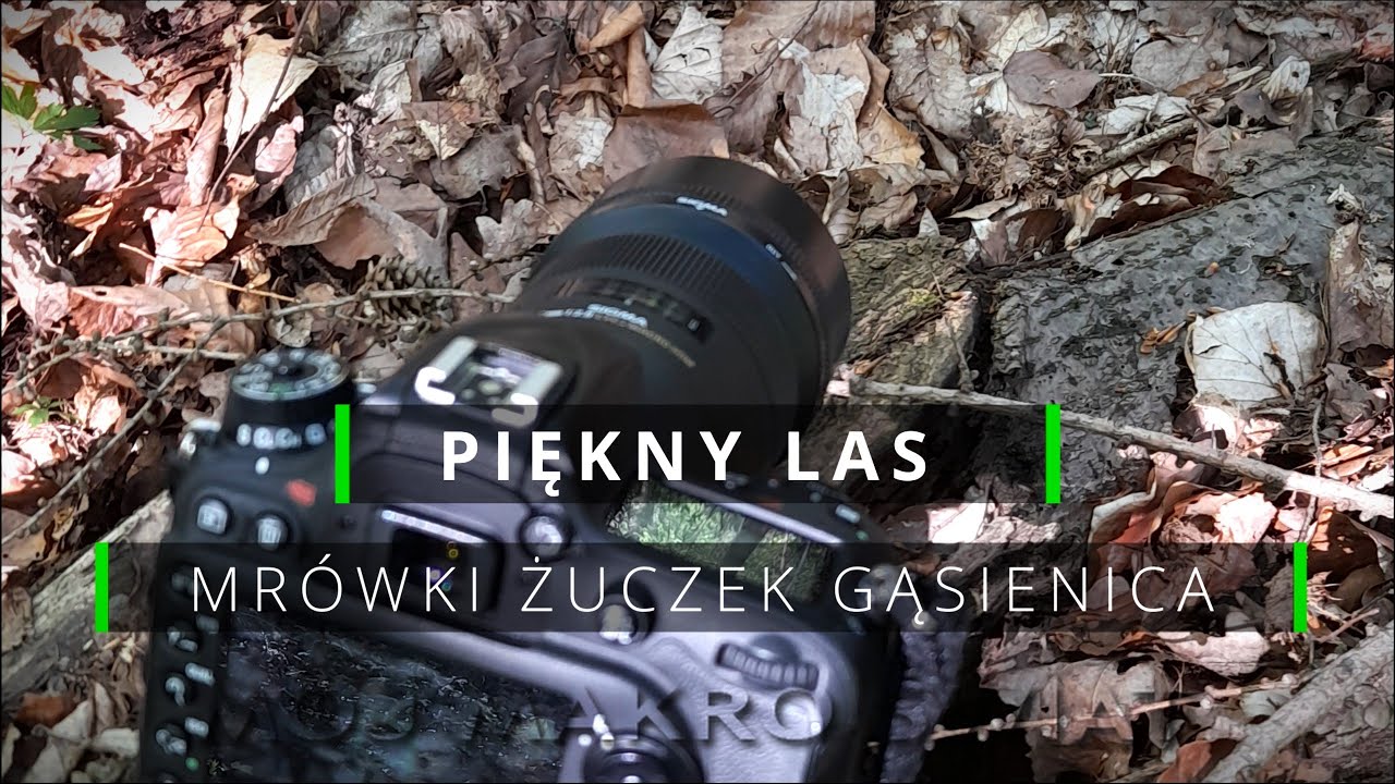 Piękny las Mrówki żuczek gąsienica Mój Makro Świat #mojmakroswiat # ...
