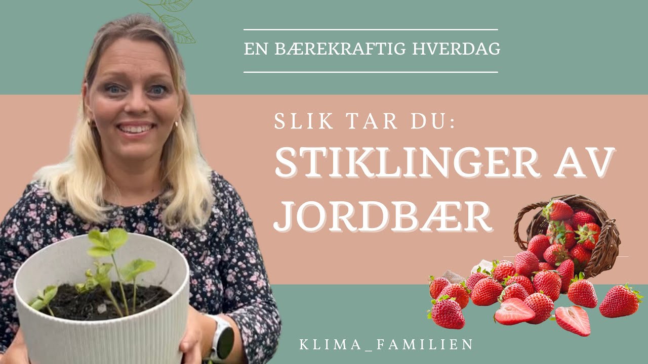 Slik tar du stiklinger av jordbær - YouTube