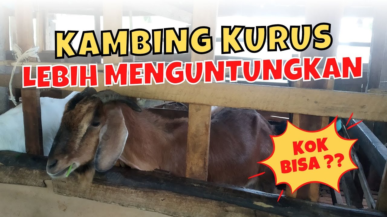 KEUNTUNGAN MEMBELI KAMBING YANG KURUS UNTUK BREEDING - YouTube