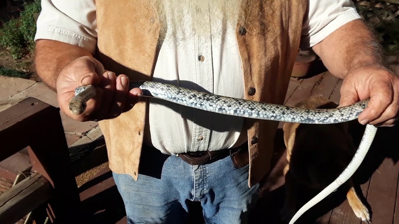 Buttermilk Racer -- Texas Herping - YouTube