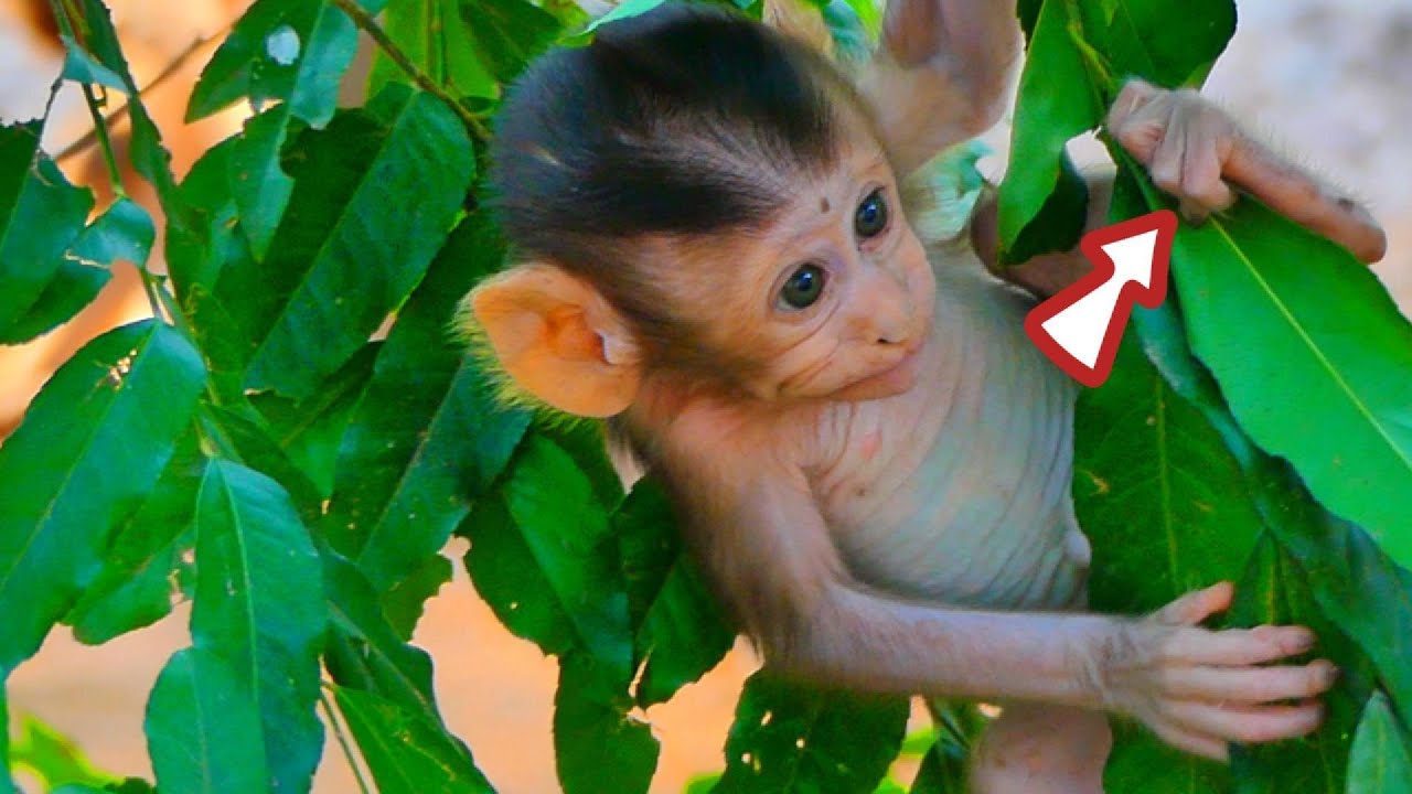 Good looking! Baby Monkey social behavior. - YouTube