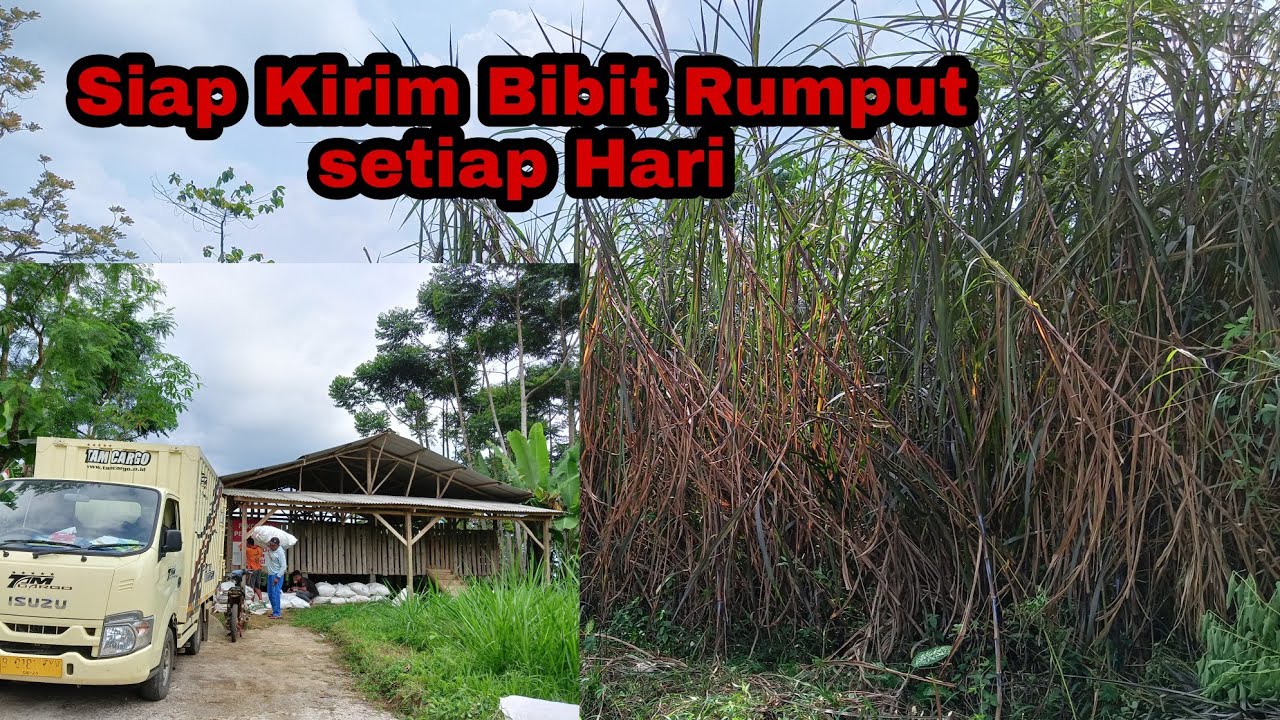 kirim Terus, Bibit Rumput Red Napier dan Pakchong. - YouTube