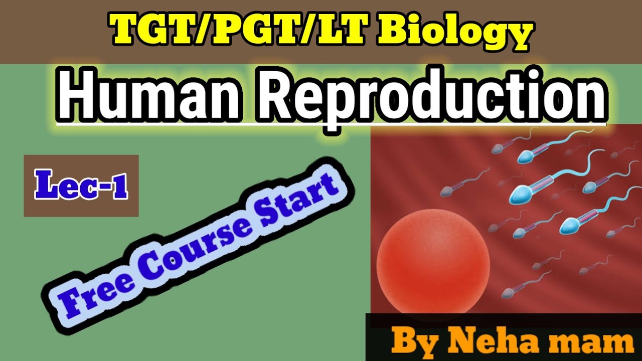 Human reproduction for tgt , pgt ,Lt & GIC - YouTube