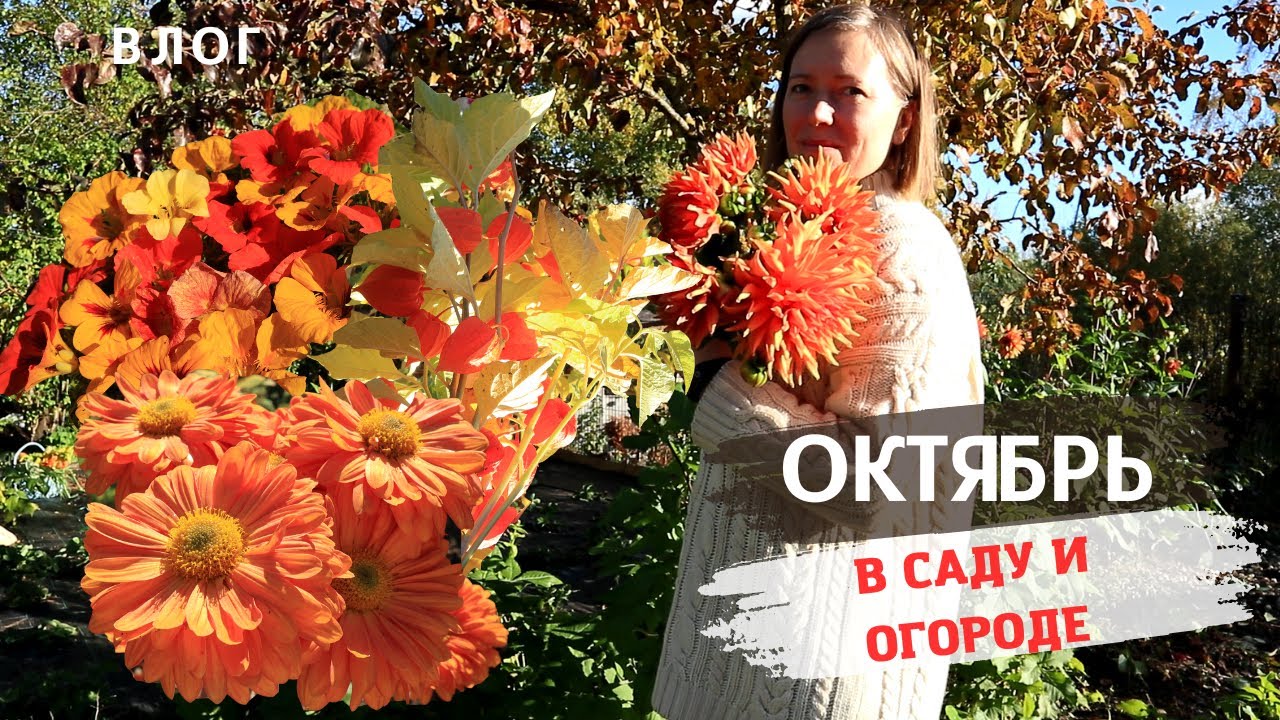 Самое прекрасное время в моём саду Октябрь Собираю шиповник