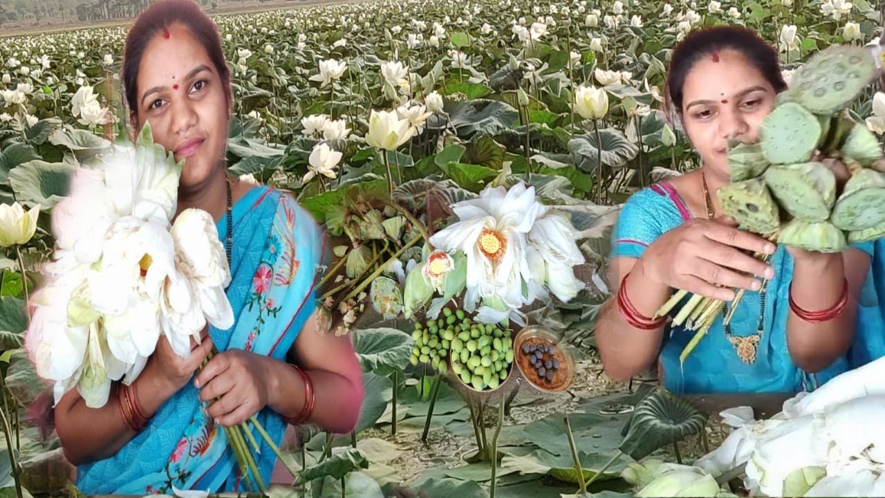 THAMARA PUVVULU IN TELUGU-2 | Lotus flower garden in the pond | Lotus ...