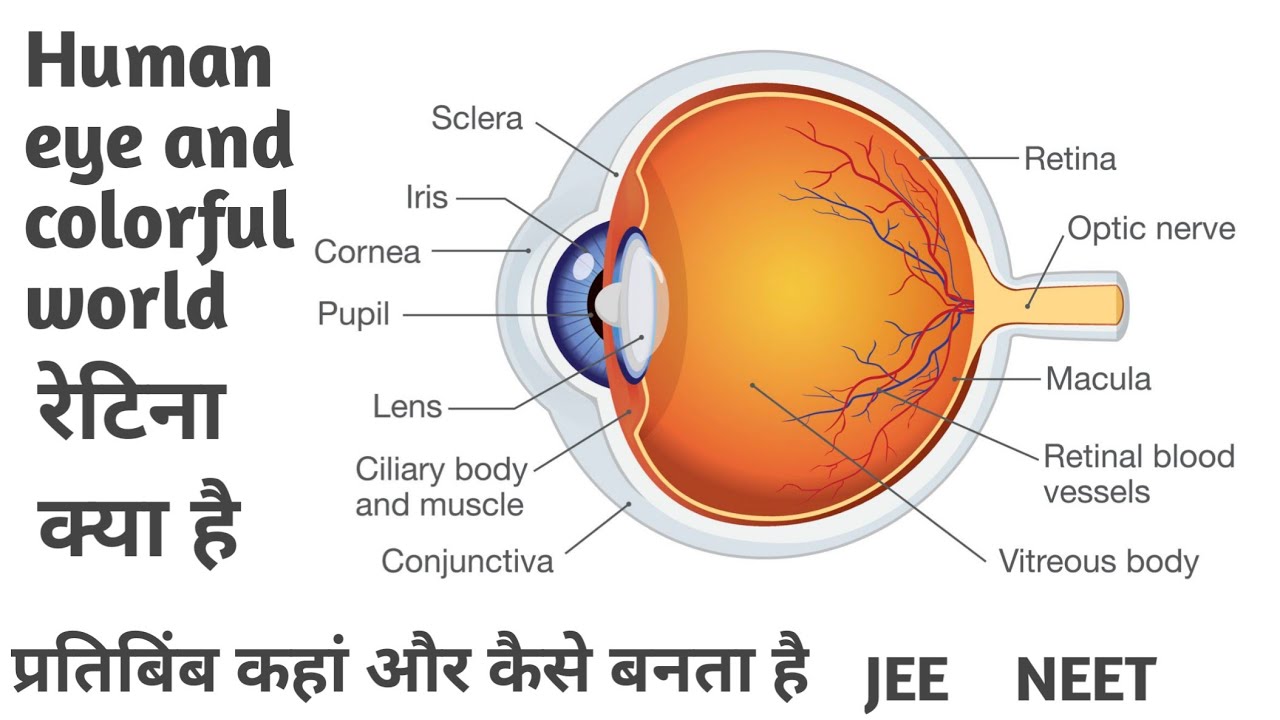 मानव नेत्र एवं रंग बिरंगा संसार human eye and colorful world NEET JEE ...