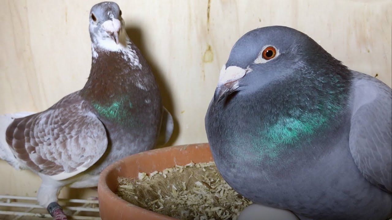 Sangers Pigeons offspring; Fantastic season start; Bred with proven ...