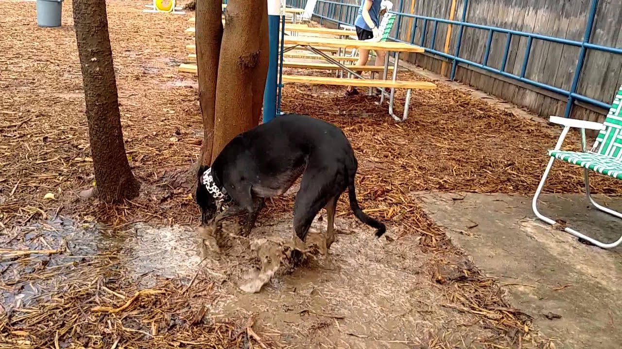 Happy as a greyhound in mud. - YouTube