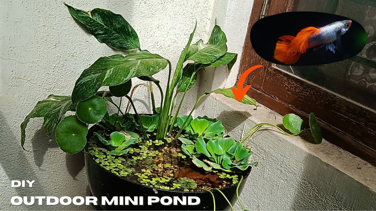 Easy Outdoor Mini Pond | Peace Lily Pond - YouTube