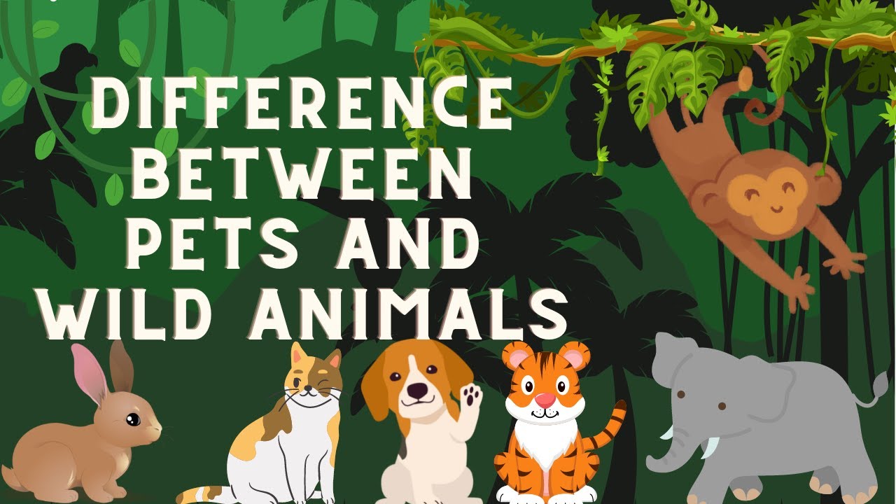 Difference between Pets and Wild animals || Short Essay - YouTube