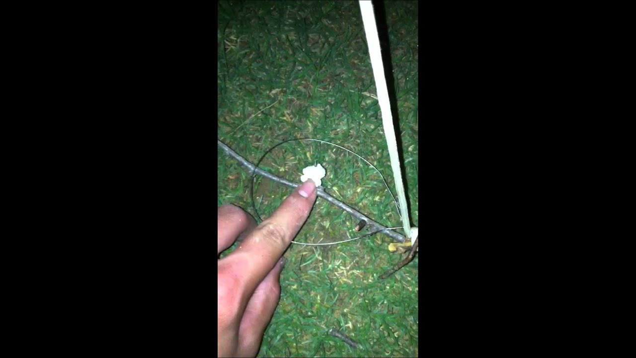 Wire rat/squirrel snare - YouTube