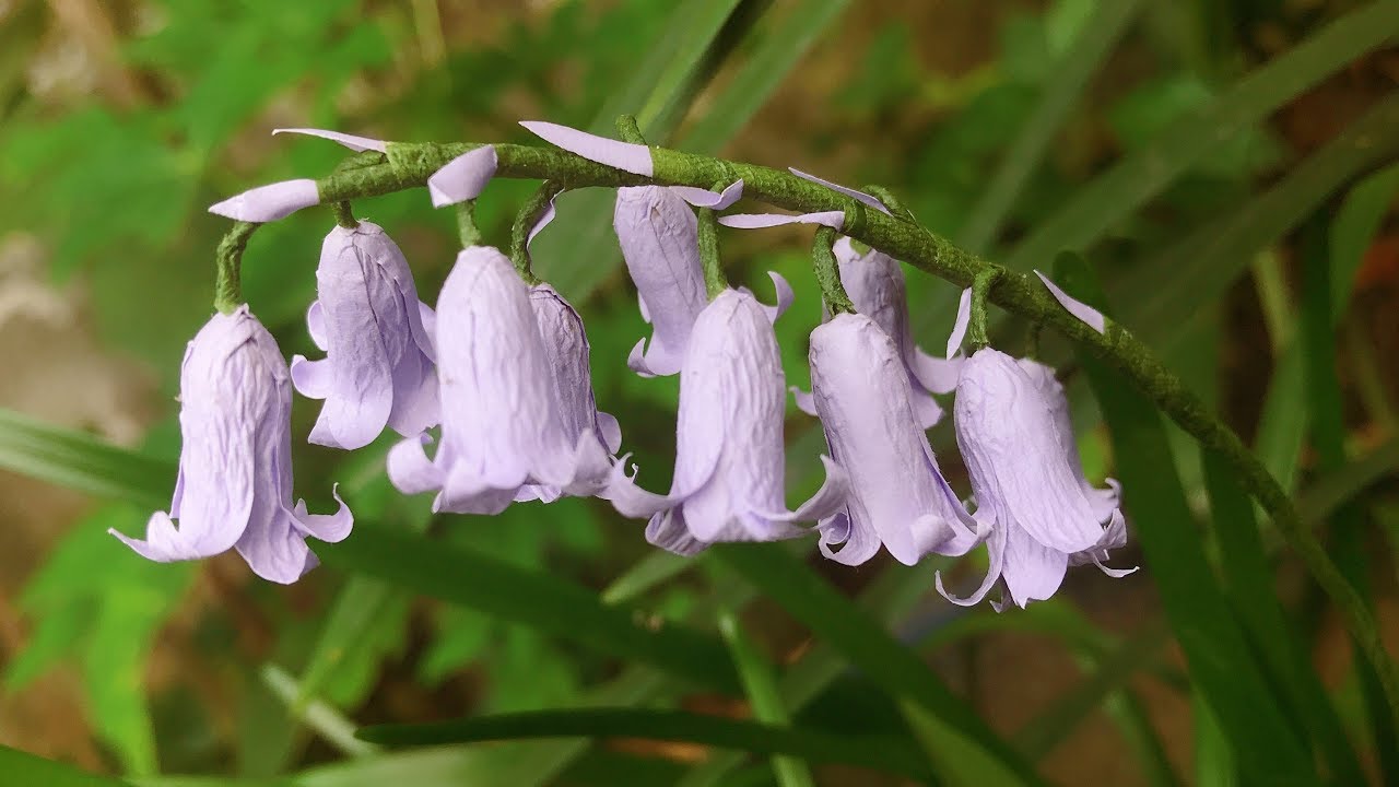 ABC TV | How To Make Bluebells Paper Flower - Craft Tutorial - YouTube