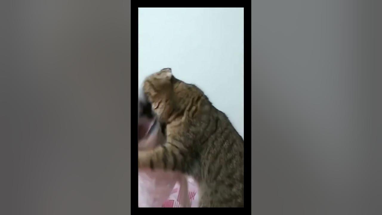 CUTE CATS ᓚᘏᗢ PART 22 #cat #funny #memes #animals #pets #funnycats # ...