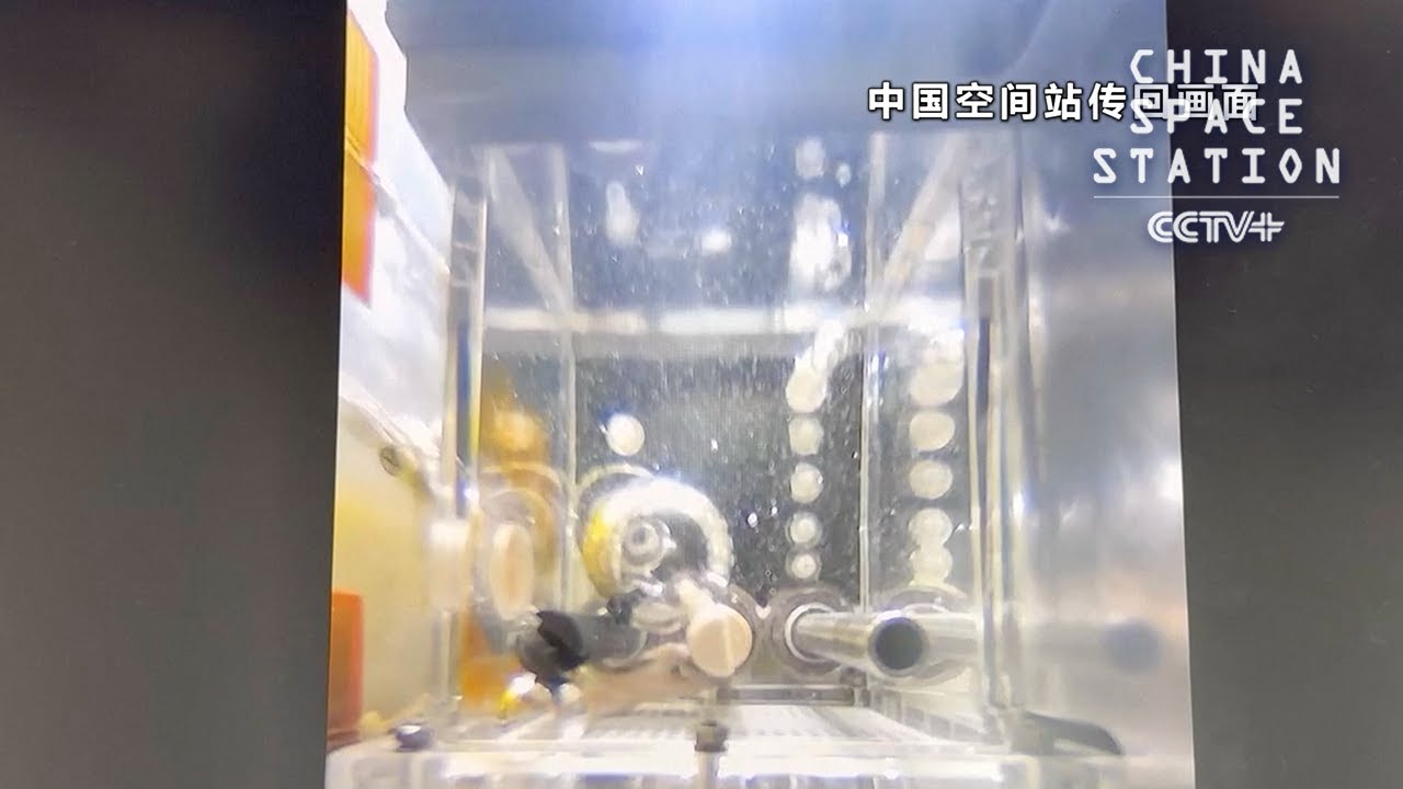 Zebrafish Enter Orbit on China Space Station, In Stable Condition - YouTube