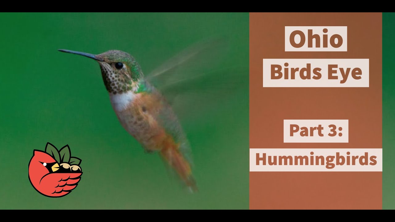 Ohio Birds Eye Part 3: Hummingbirds - YouTube
