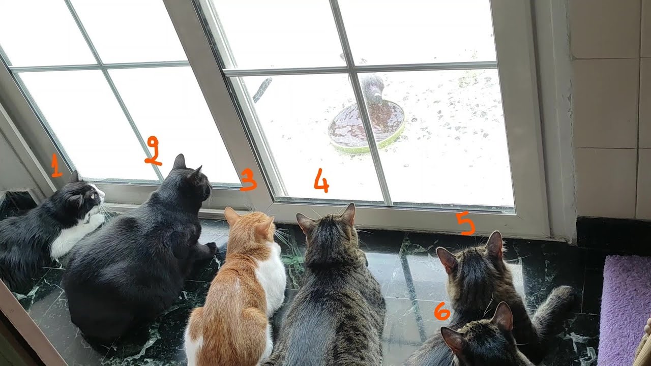 How six cats choose to stay fight-free. Πώς έξι γατούλες επιλέγουν την ...