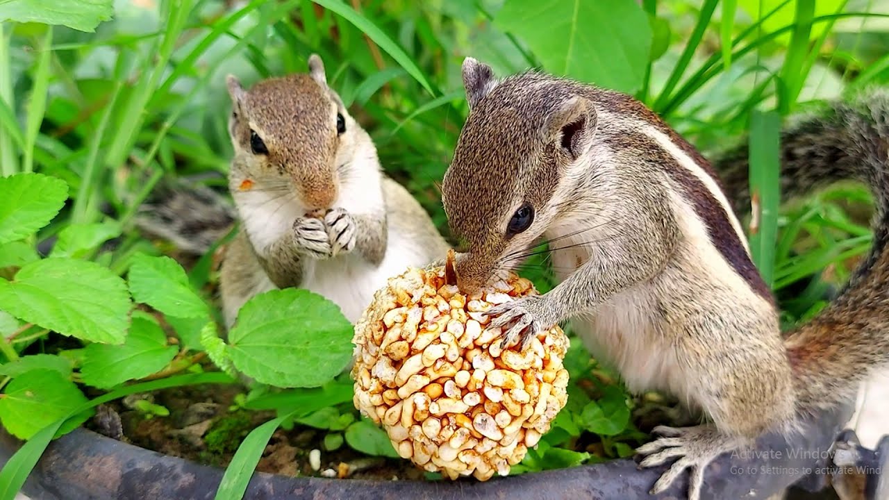 Amazing Chipmunk Movie for Cats #catstowatch - YouTube