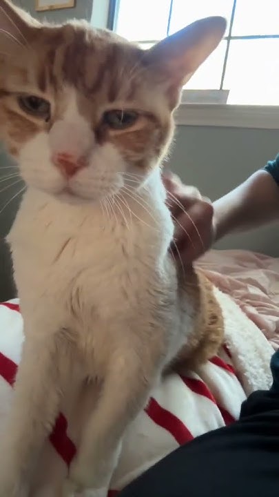 hansum #cat |Cheeto - YouTube