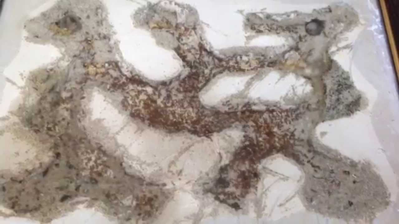 Solenopsis geminata (Red Fire Ant) colony in AntsCanada's Habitat Nest ...