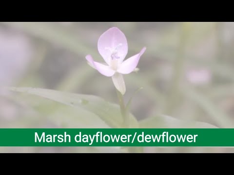 Aquatic Invasive Species Spotlight: Marsh Dayflower - YouTube