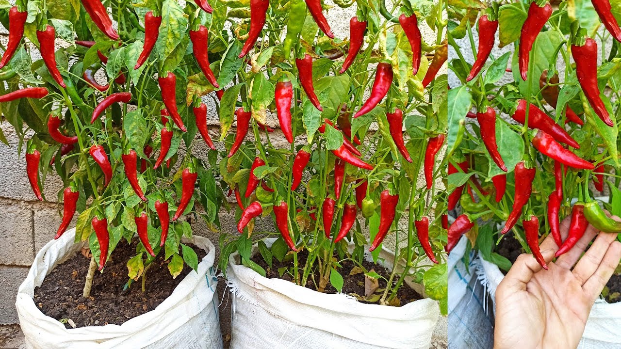 How to grow chilies plant from seeds-Beginning till harvest - YouTube