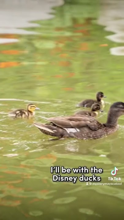 Just a lil ducky swimming in a wishing pond #waltdisneyworld # ...