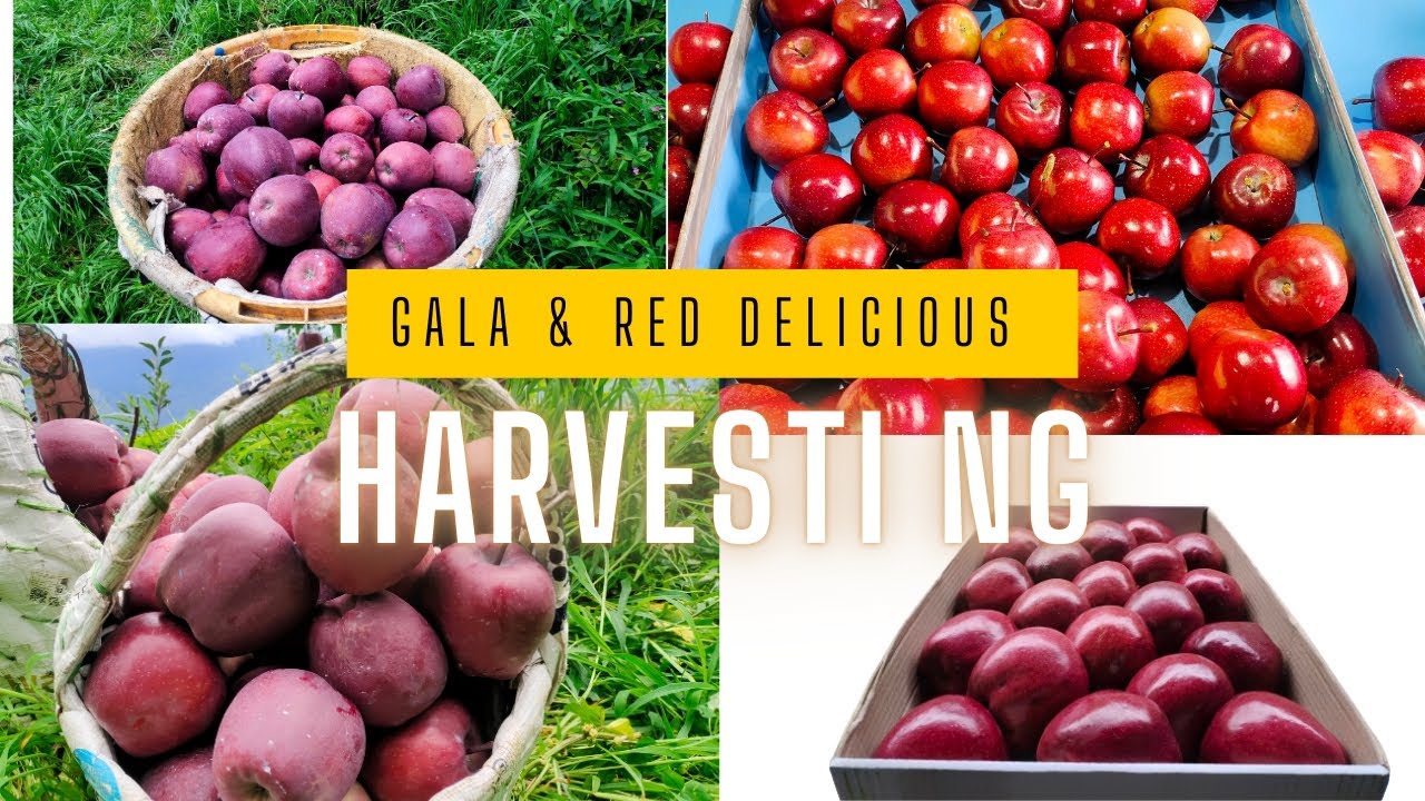 HARVESTING OF RED DELICIOUS AND GALA STRAIN IN OUR M9 ORCHARD - YouTube
