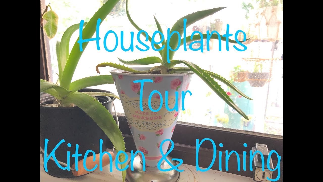 2018 Houseplants Tour Ep4 Kitchen and Dining Room - YouTube