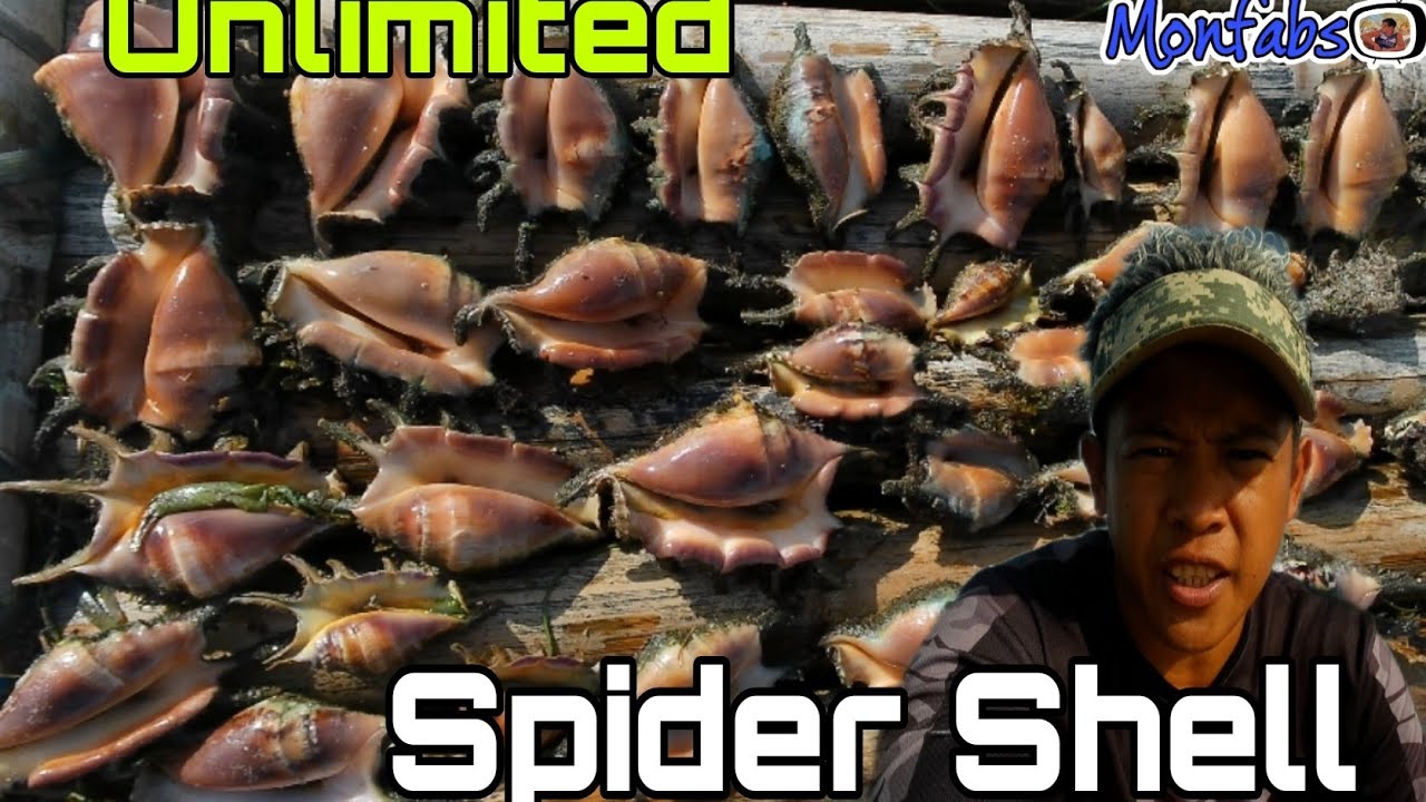 EP51 PANGUNGUHA NG SPIDER SHELL/SAANG/RANGARANGA/CATCH AND COOK - YouTube