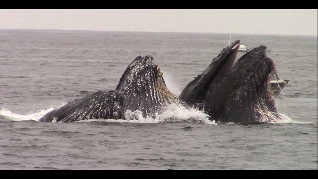 7.16.18 Lunge Feeding Humpback Whales & Blue Whale - YouTube