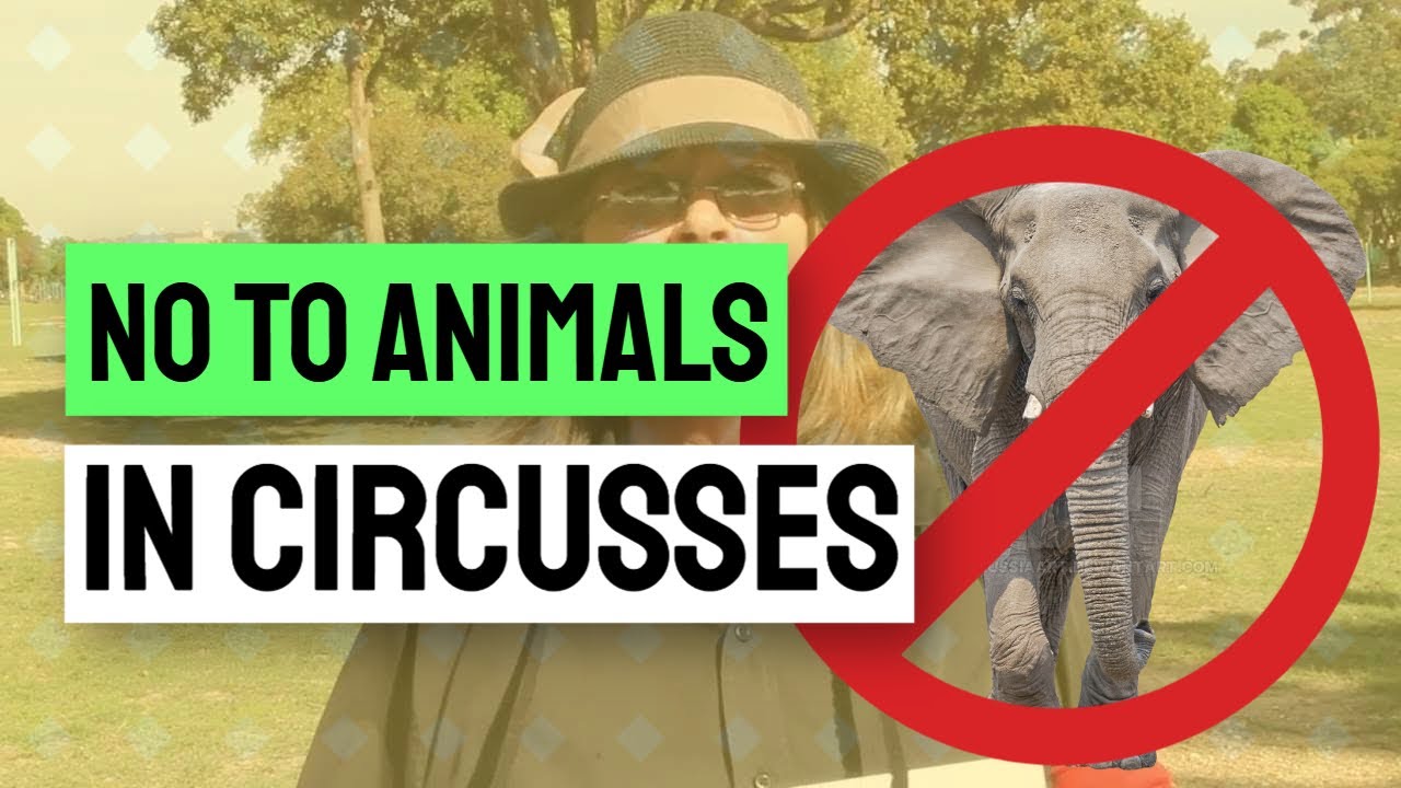 No To Animals In Circuses Cape Town 2013-04-27 - YouTube