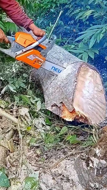effective large kapok wood cutting#cuttingdowntrees#tree#chainsaw# ...