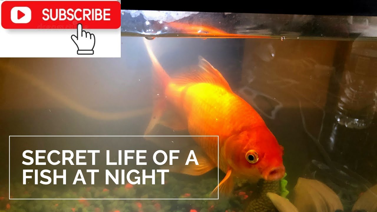 The Secret Life of Garfield (the fish) - YouTube