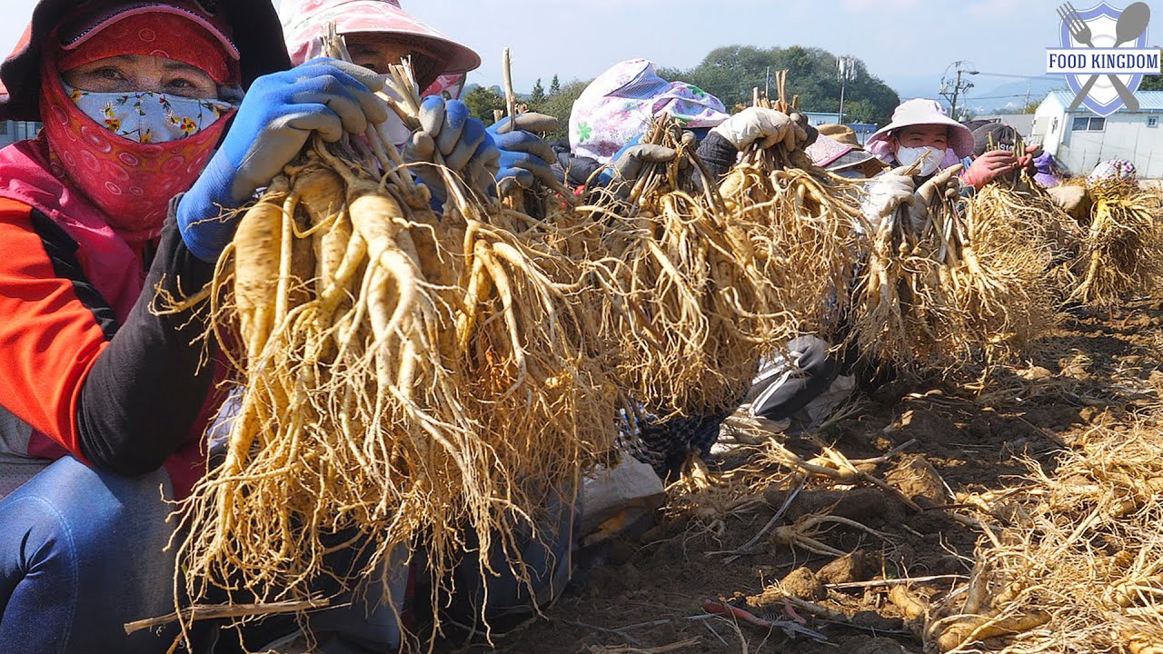 실제로 보기 힘든 한국의 인삼 가공공장 몰아보기 / Overwhelming production! korea's unique ...