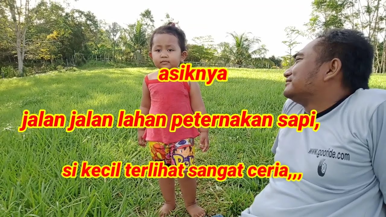 @melihat lahan rumput yang di tanam untuk pakan ternak//sapi milik ...