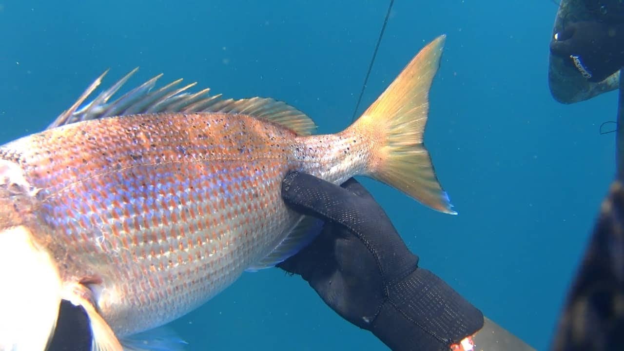 Spearfishing - The Ideal Day of Spearfisherman - Ψαροντούφεκο - Η ...