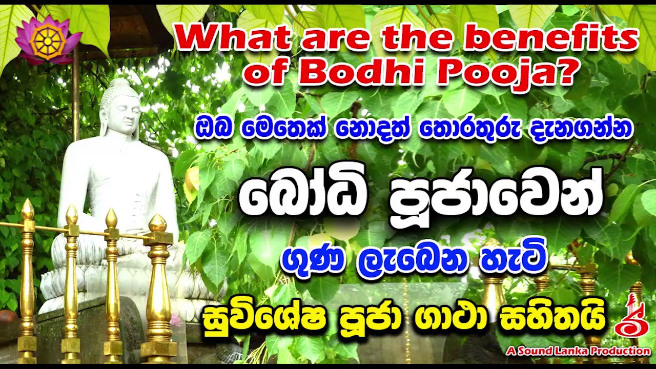 බෝධි පූජාවෙන් ගුණ ලැබෙන හැටි What are the benefits of Bodhi Pooja ...