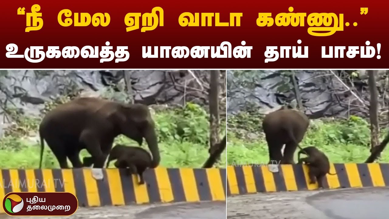 "நீ மேல ஏறி வாடா கண்ணு..” உருகவைத்த யானையின் தாய் பாசம்! | Nilgiris | Elephant | PTT - YouTube