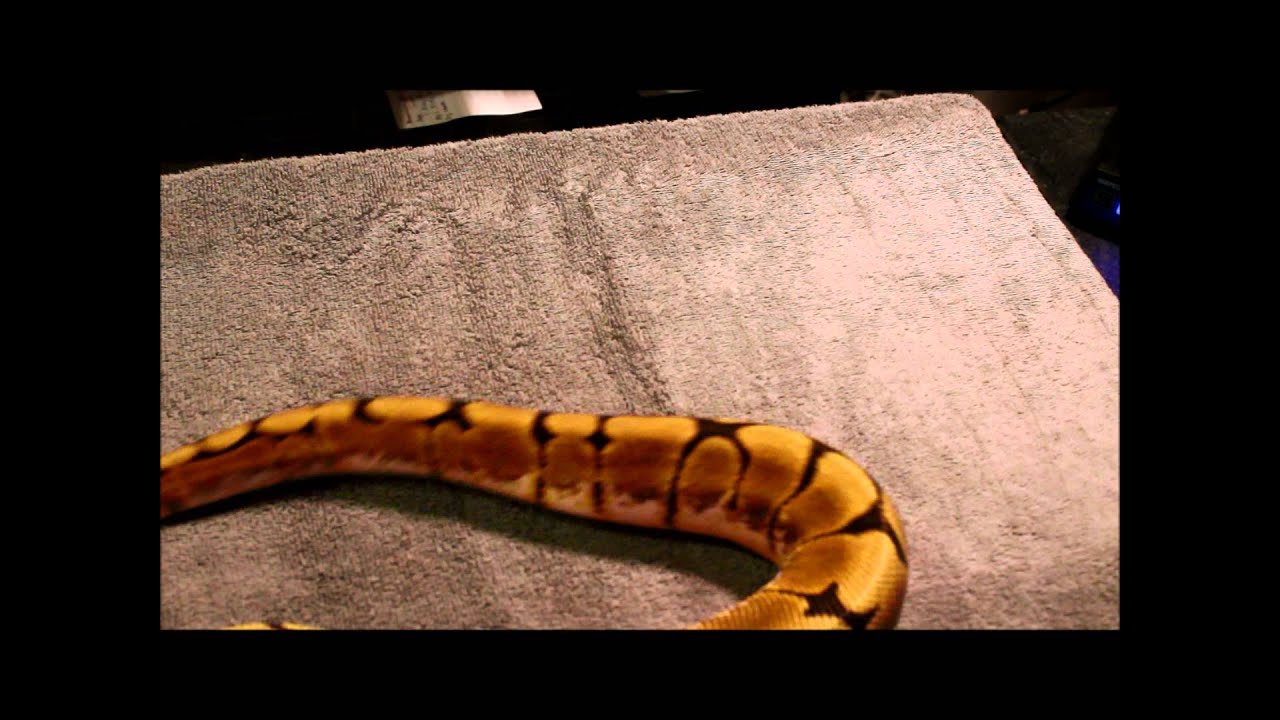Update on 2014 holdback ball python - YouTube