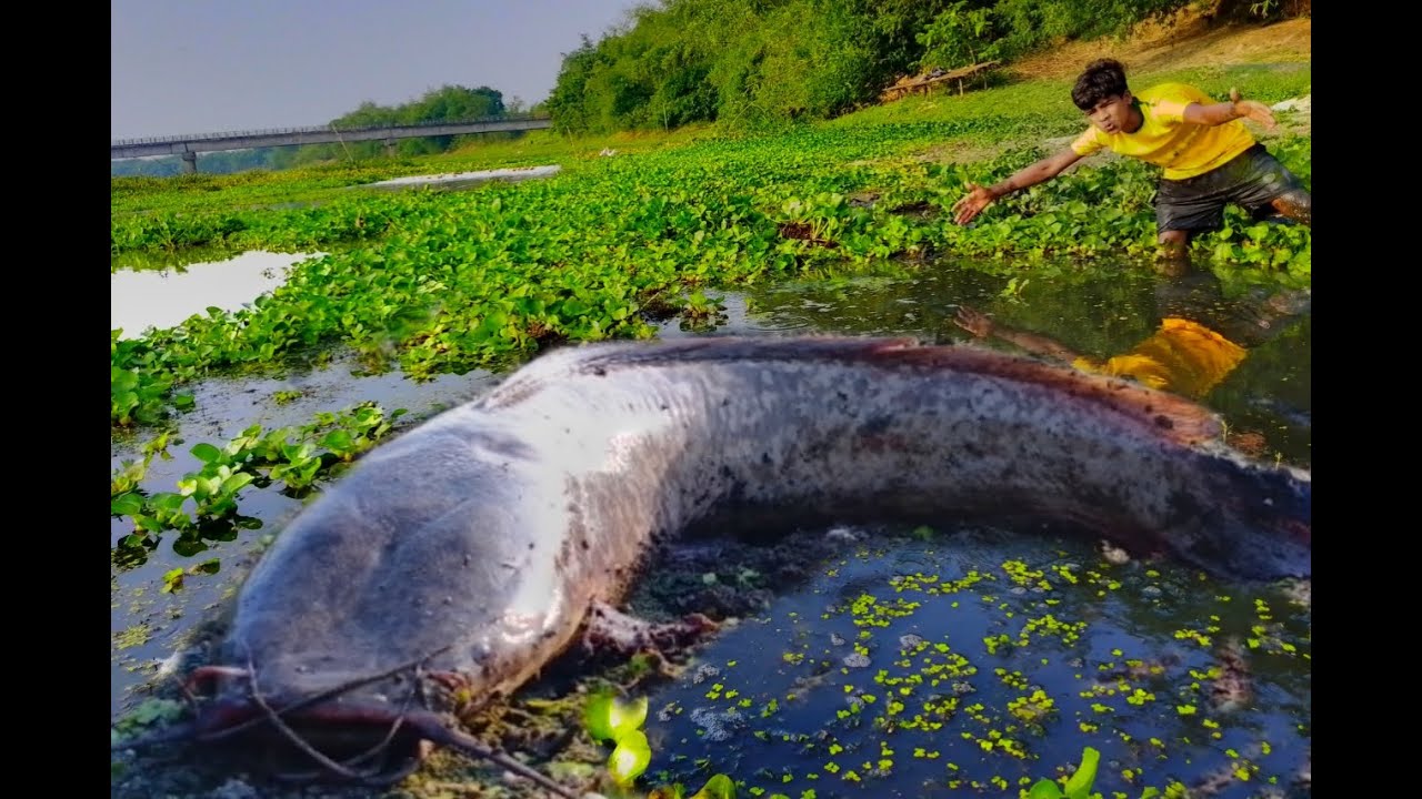 Asian Hand Fishing Video- Boy Catching Catfish In Muddy Water By Hand ...