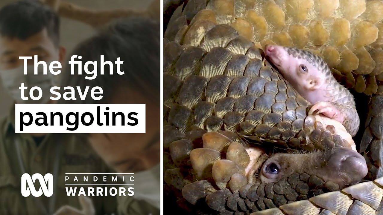 Fighting to save the pangolins of Vietnam from extinction | Pandemic ...