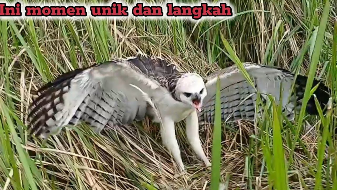 Moment Unik dan Langkah !! Menemukan Anakan Elang yang Terdampar di ...