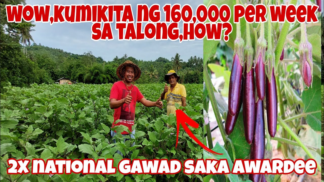 Paano Kumita ng Milyon sa Talong Farming? Secrets Revealed - YouTube