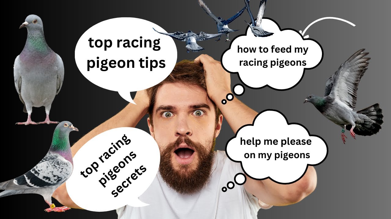 Pushing the Limits How Racing Pigeons Overcome Physical Exhaustion in ...