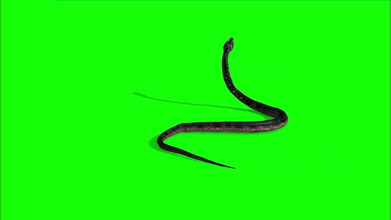 free green screen, animals, snake, chroma key, 3d animation, 4K, hd ...