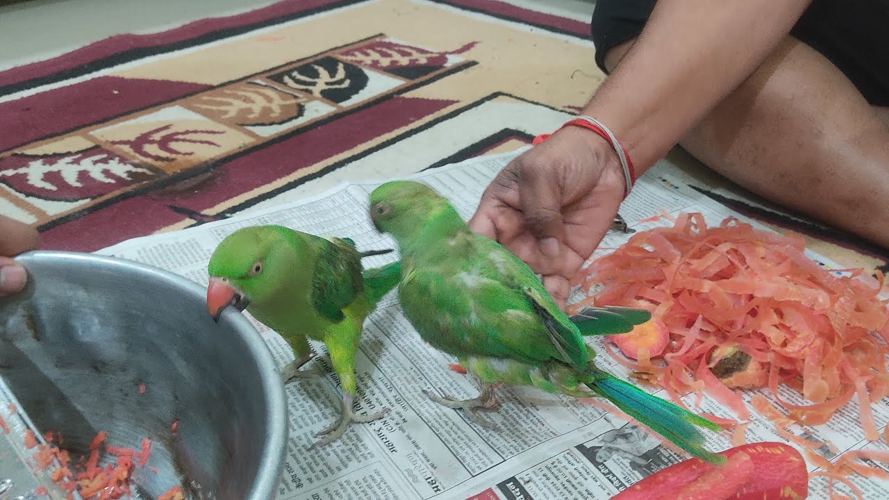 INDIAN PARROT RIO is live - YouTube