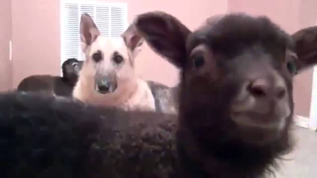 10 min. yeah goat loop - YouTube